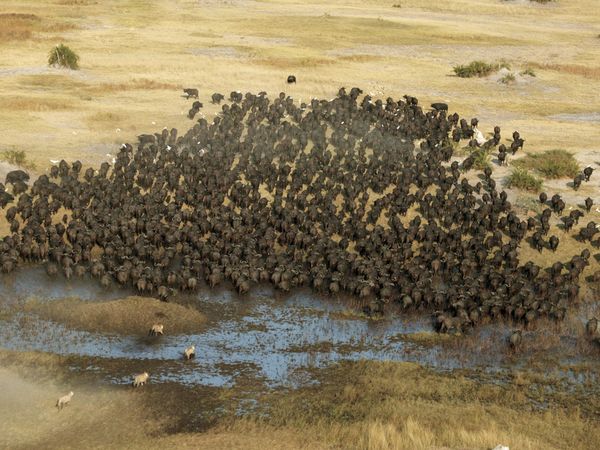 Relentless Enemies - by Brett Thomson | Sun Safaris Travel Blog