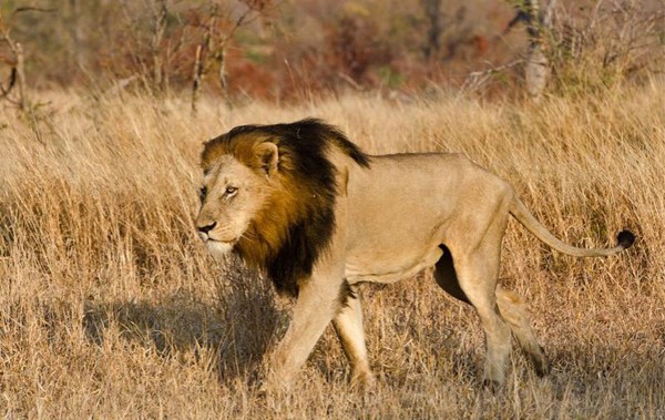 Mapogo Lions chased towards Earth Lodge - by Brett Thomson