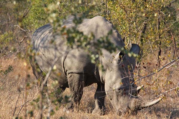 Simbambili Big 5 Safari Guest Review & Images - by Natasha Allan