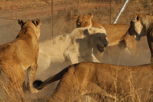 White Lion War at the Kruger - by Brett Thomson