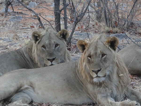 Etosha & Savute Safari Guest Review - by Anne-Marie Mulder