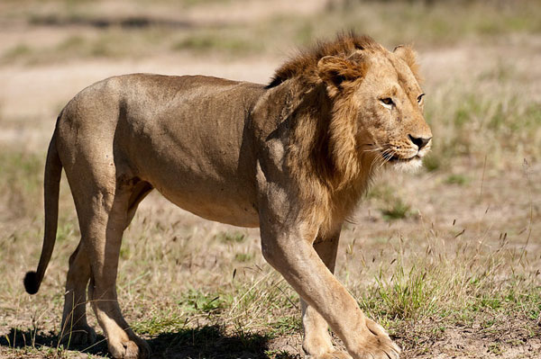 Lions of Gorongosa National Park