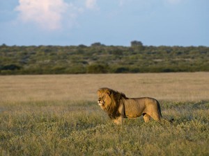 Kalahari Dune Kings: Introducing Haaslip