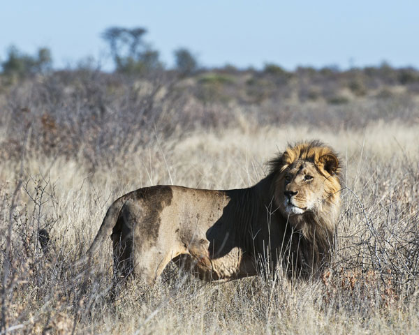 Kalahari Dune Kings: Introducing Haaslip