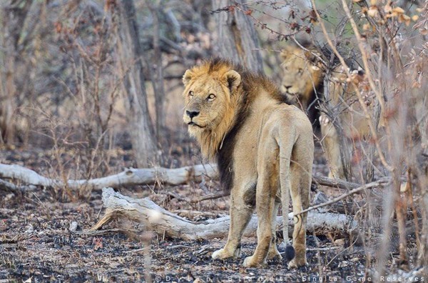 Legend Lives On: Mapogo Lions over the Last Year