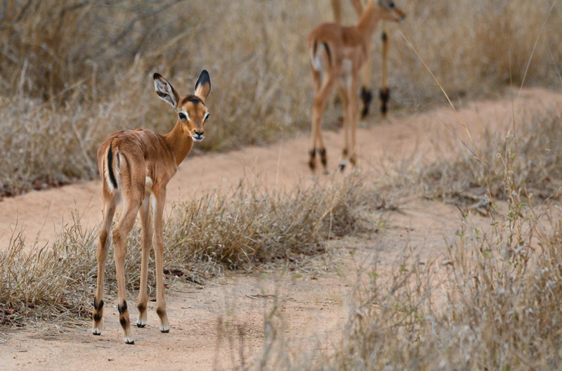 Uncovering a Few Facts About the Impressive Impala | Sun Safaris