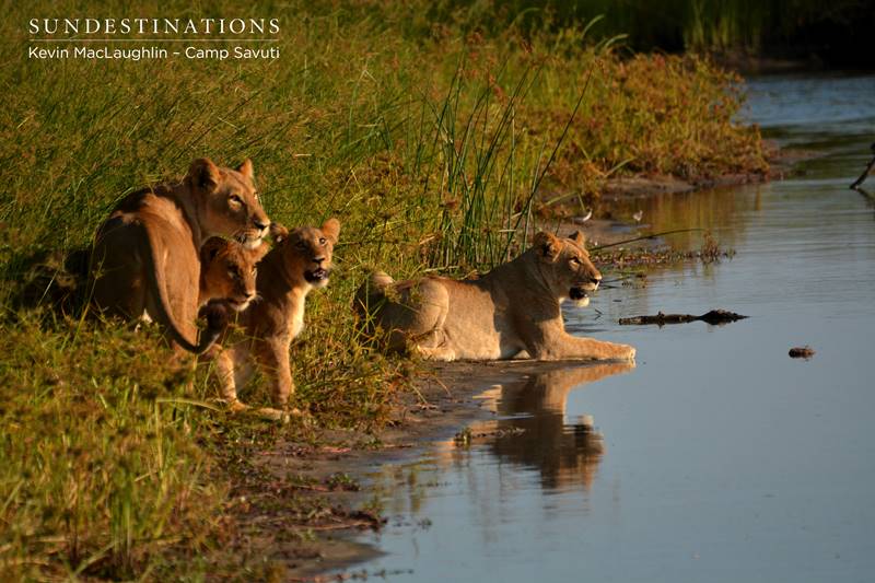 Savuti in Pictures | Sun Safaris Travel Blog