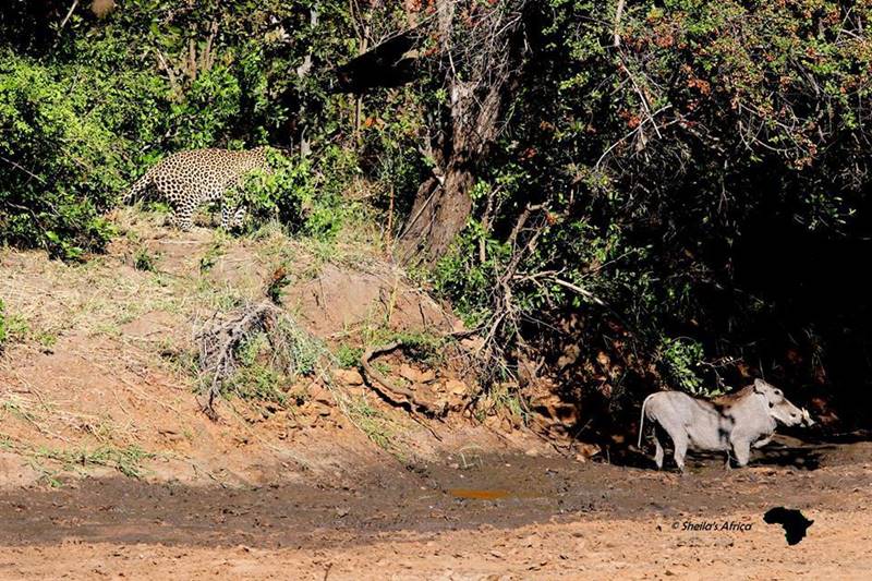 Leopard vs Warthog in Kruger | Sun Safaris Travel Blog
