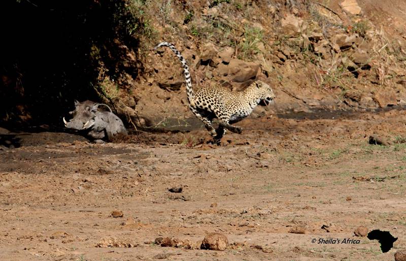 Leopard vs Warthog in Kruger | Sun Safaris Travel Blog