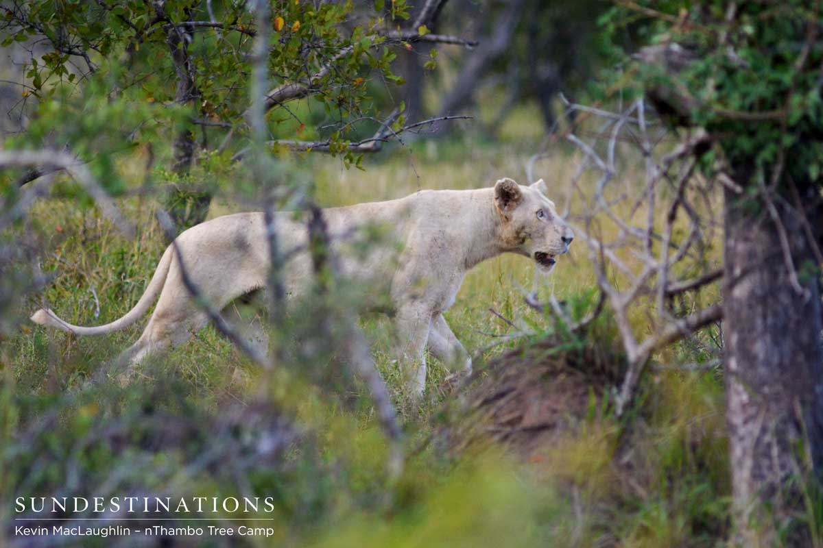 White lioness and a Trilogy Male mating in the Klaserie! | Sun Safaris ...