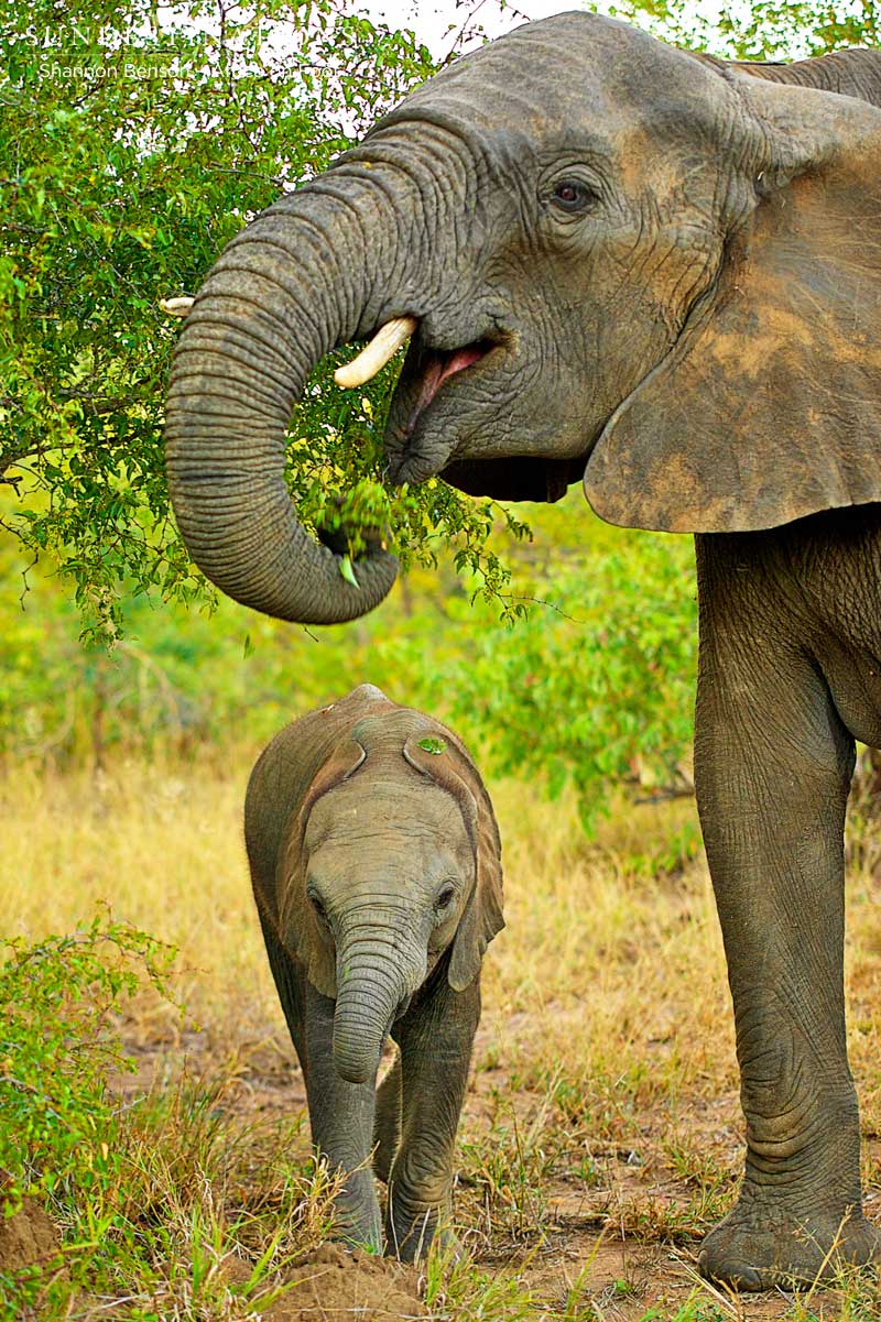 Get to Know Africa’s Big Five Safari Animals | Sun Safaris