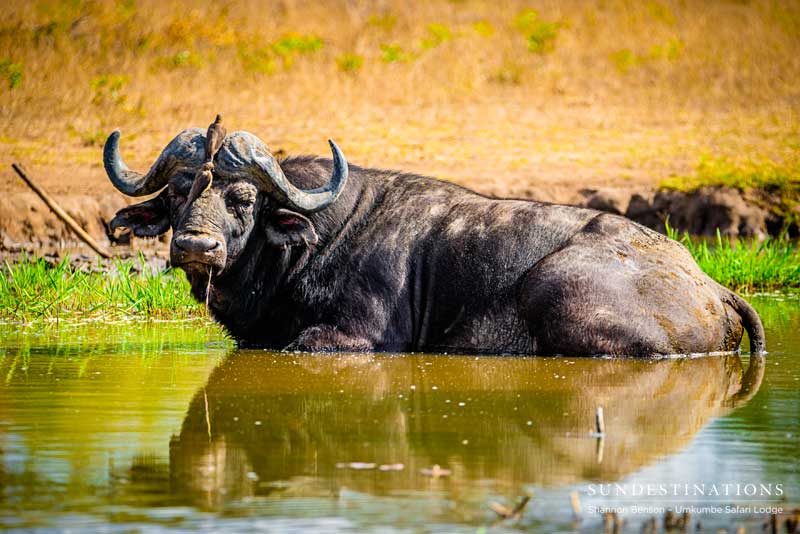 The Big 7 Animals of South Africa | Sun Safaris