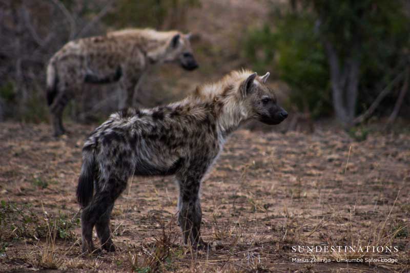 Things You Probably Didn't Know About Hyenas