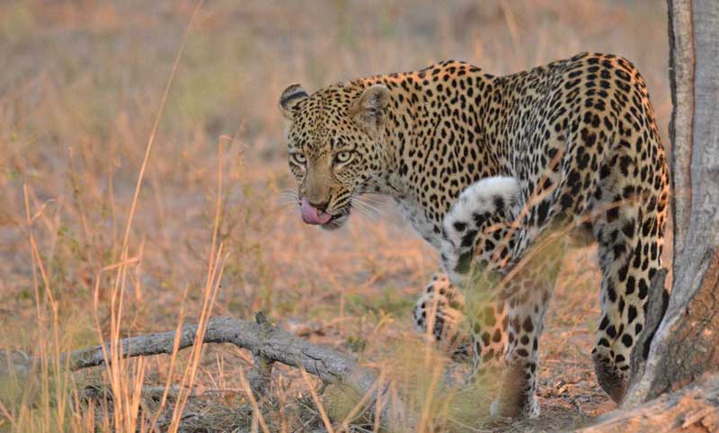 Spot the Difference: Leopards vs Cheetahs | Sun Safaris Travel Blog