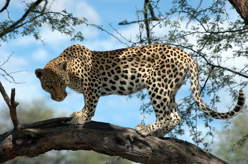 Spot the Difference: Leopards vs Cheetahs | Sun Safaris Travel Blog