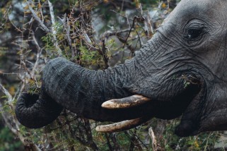 The Big 7 Animals of South Africa | Sun Safaris