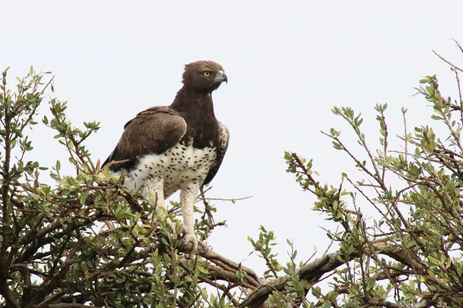 Stories from the Masai Mara: Bird Nerds Unite! | Sun Safaris Travel Blog