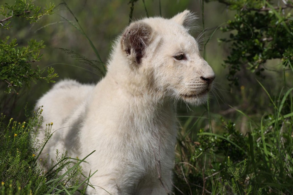 The Big 7 Animals of South Africa | Sun Safaris