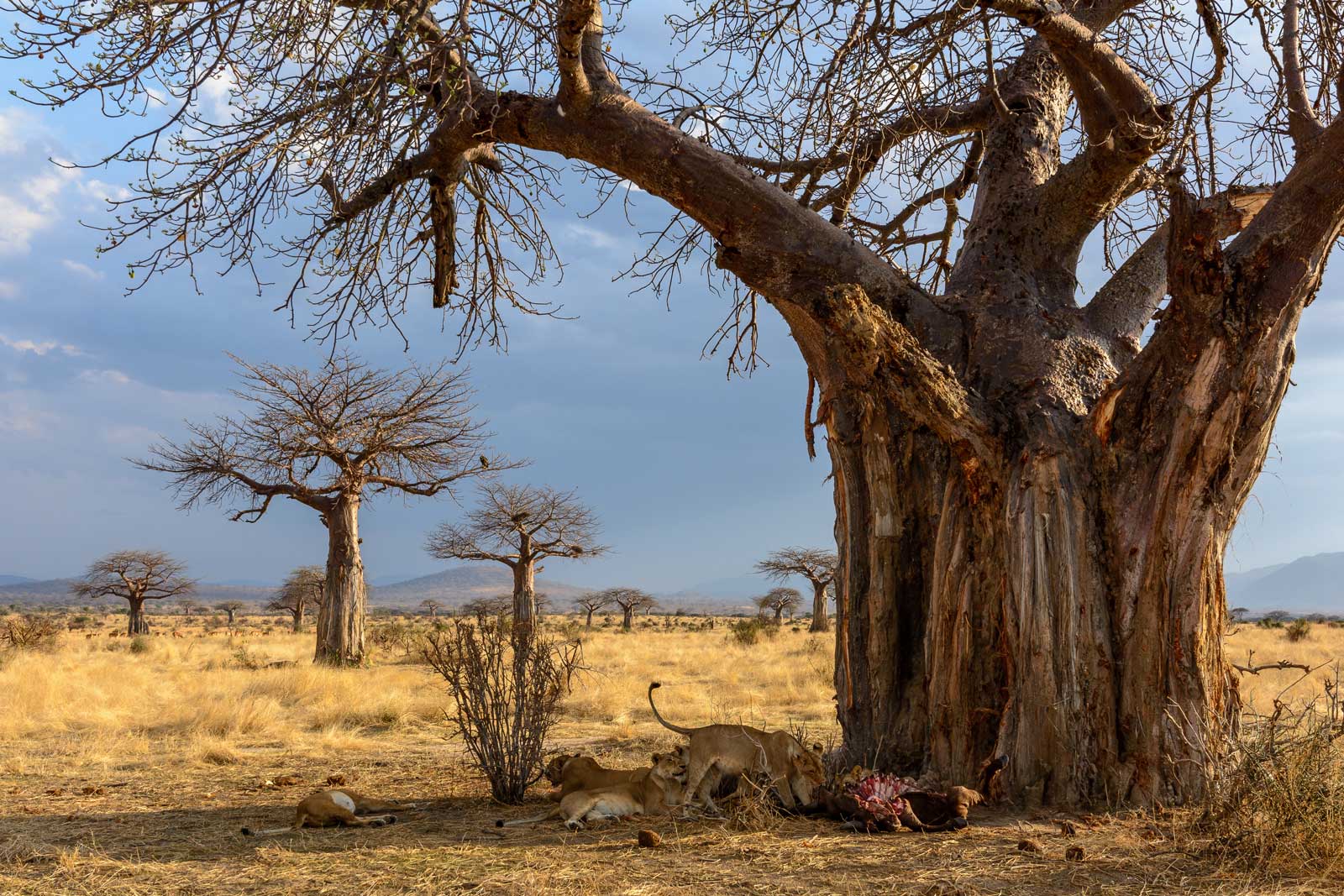 New Tanzania Luxury at Jabali Ridge in Ruaha National Park | Sun ...