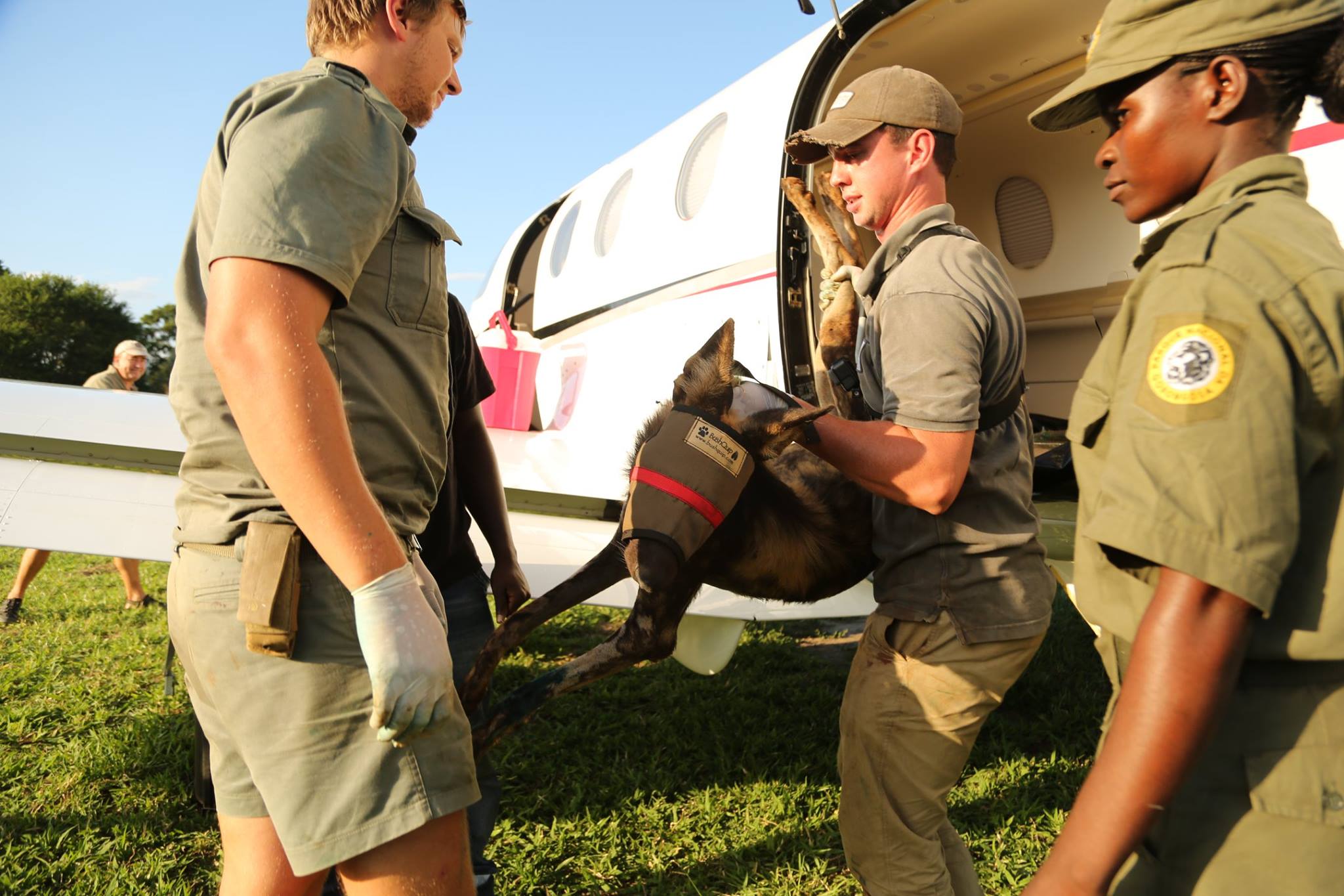 Endangered African Wild Dogs now starting life in Mozambique’s ...