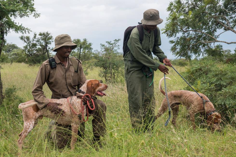 Hope for rhinos: multiple poachers caught by tracker dogs this month ...
