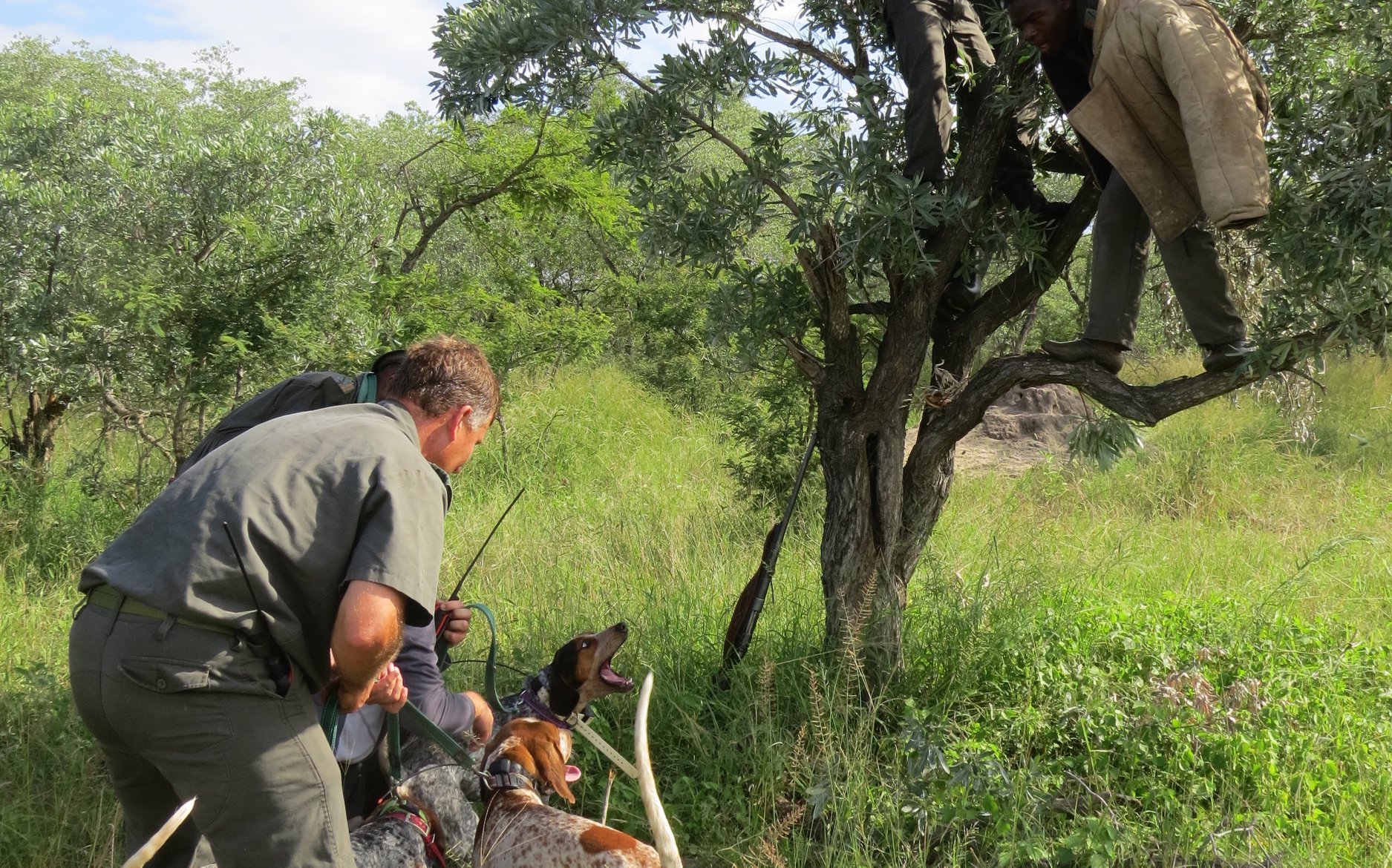 Hope for rhinos: multiple poachers caught by tracker dogs this month ...