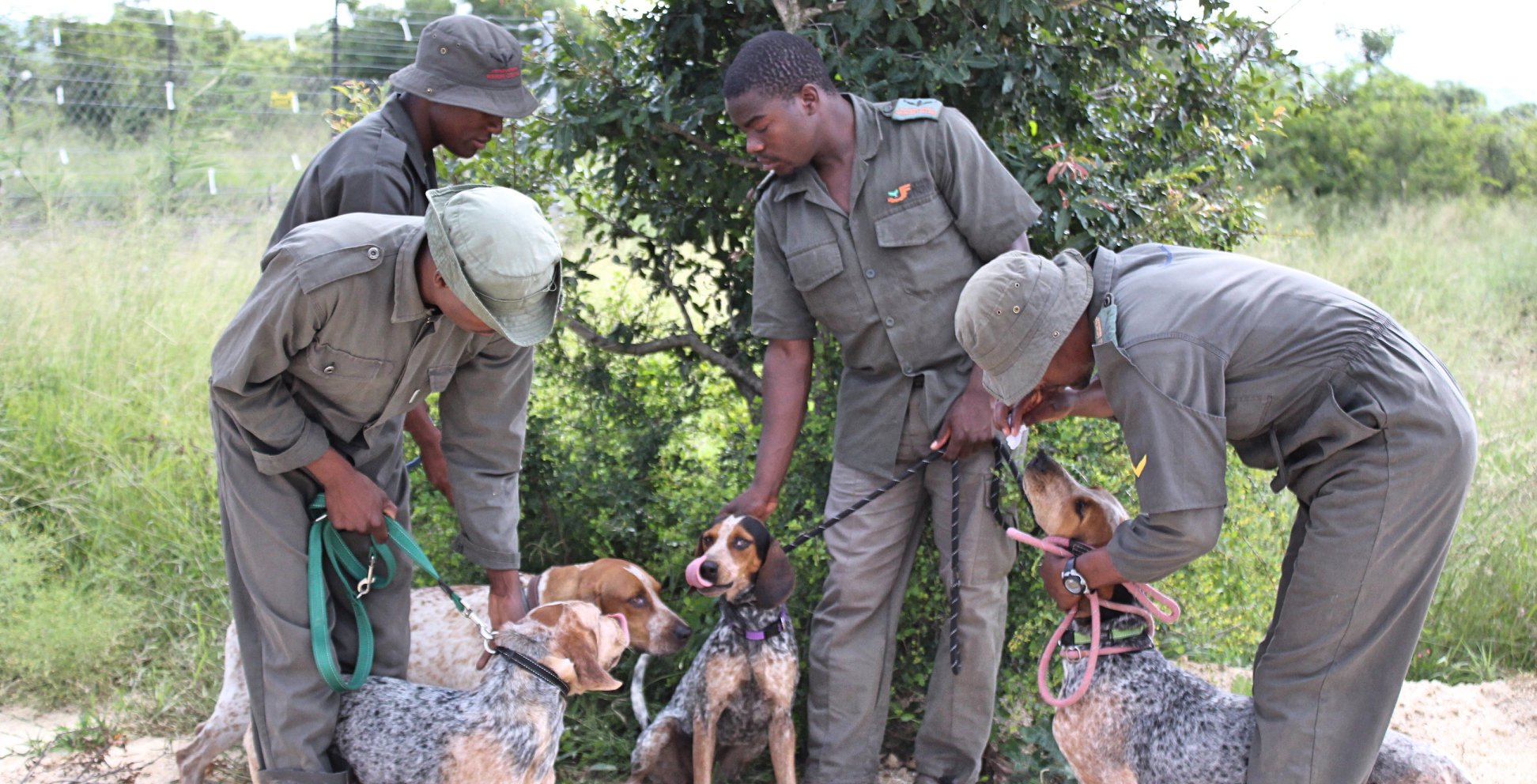 Hope for rhinos: multiple poachers caught by tracker dogs this month ...