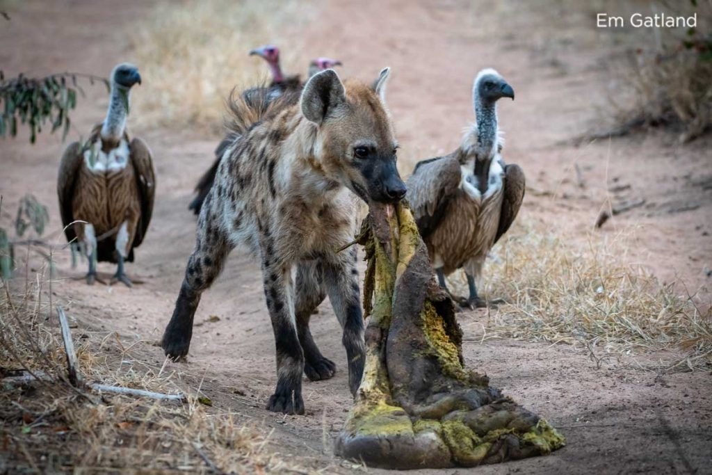 Hyenas | Hyena Hatred | Why Do We Hate Them?