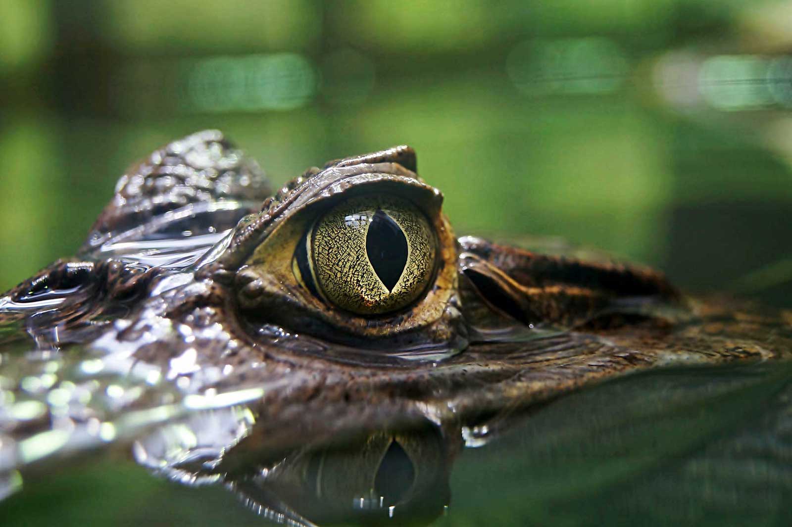 South America's Pantanal