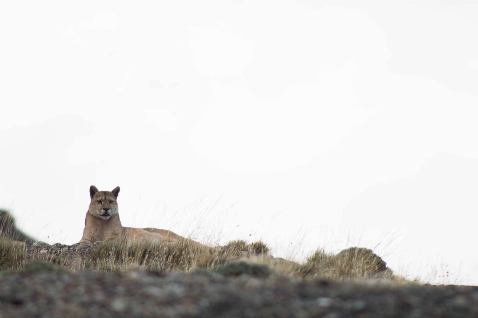 Puma Tracking at Torres del Paine in Patagonia | Sun Safaris Travel Blog