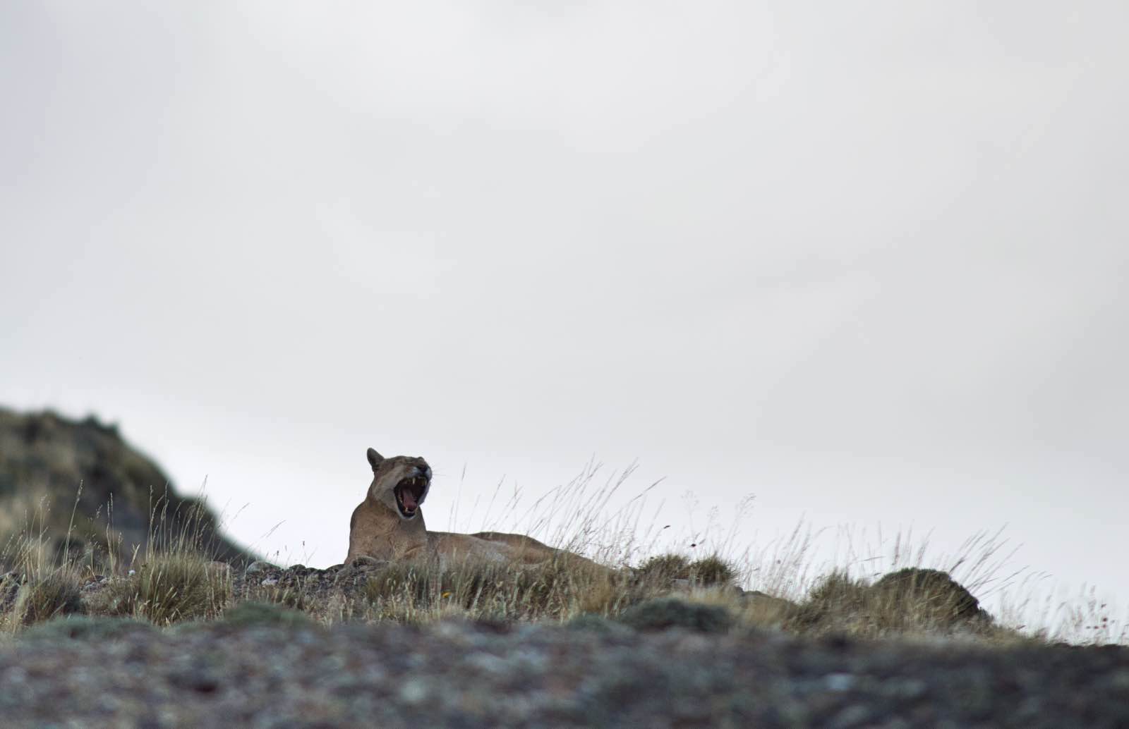 Puma Tracking at Torres del Paine in Patagonia | Sun Safaris Travel Blog