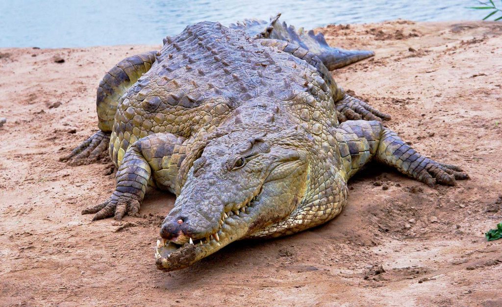3 Facts About the Prehistoric Crocodile