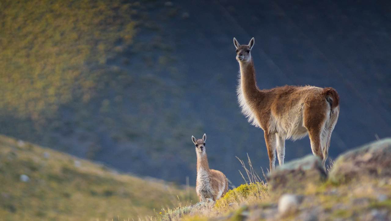 Contrasts of Chile: desert, pumas, art and architecture
