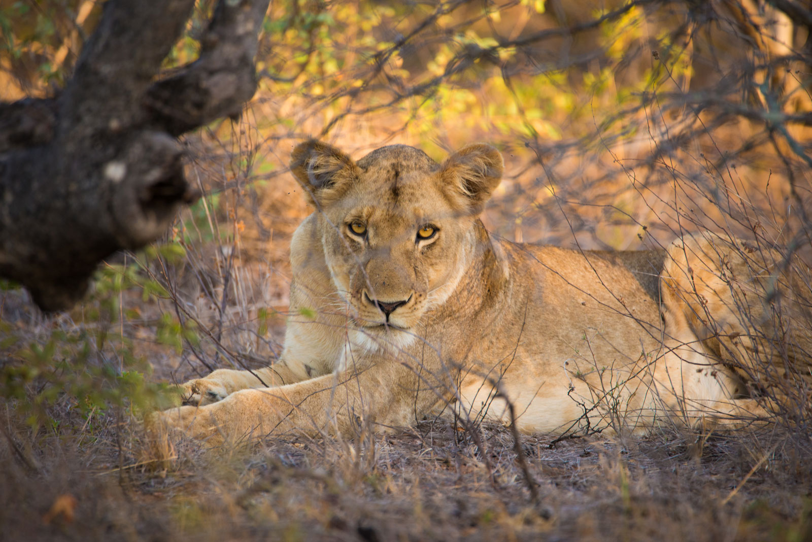 What are the Big Five on Safari? | Africa | Sun Safaris