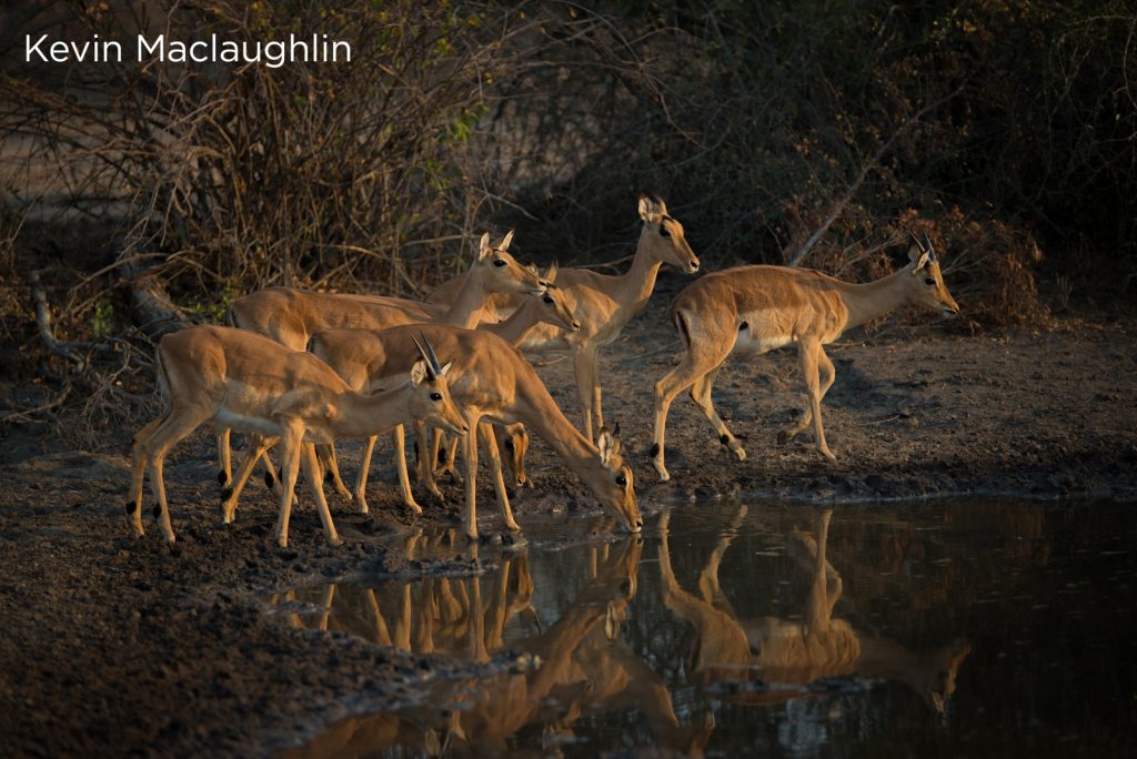 Uncovering a Few Facts About the Impressive Impala | Sun Safaris
