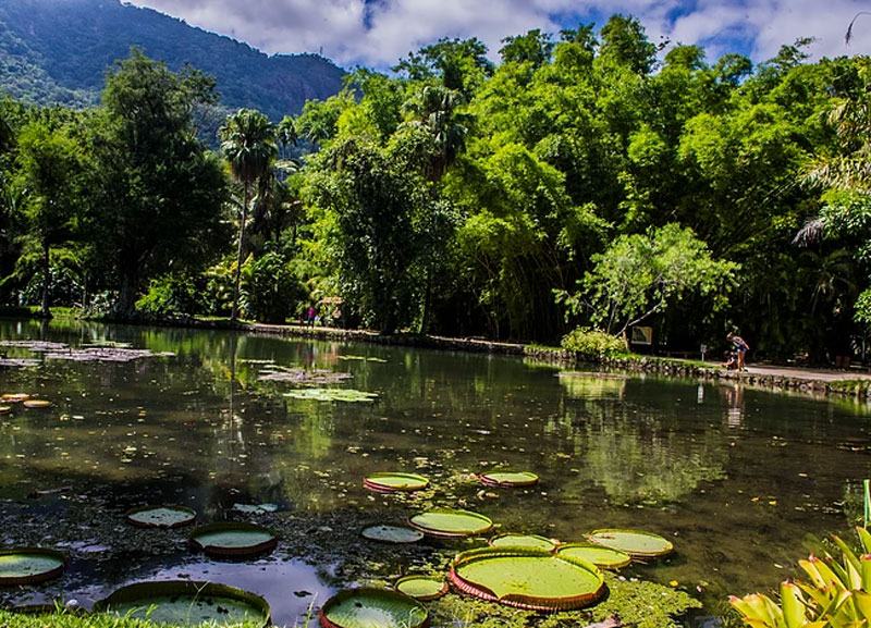Rio’s Tijuca National Park: Explore the World’s Largest Urban Forest