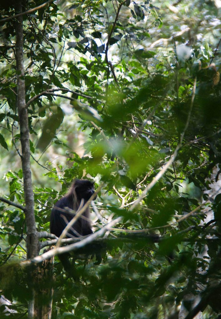 Everything you need to know about chimpanzee trekking | Sun Safaris ...