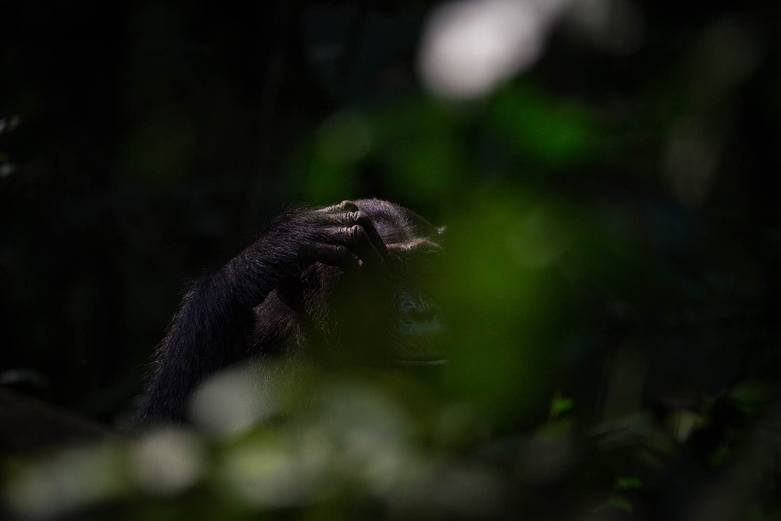 Everything you need to know about chimpanzee trekking | Sun Safaris ...