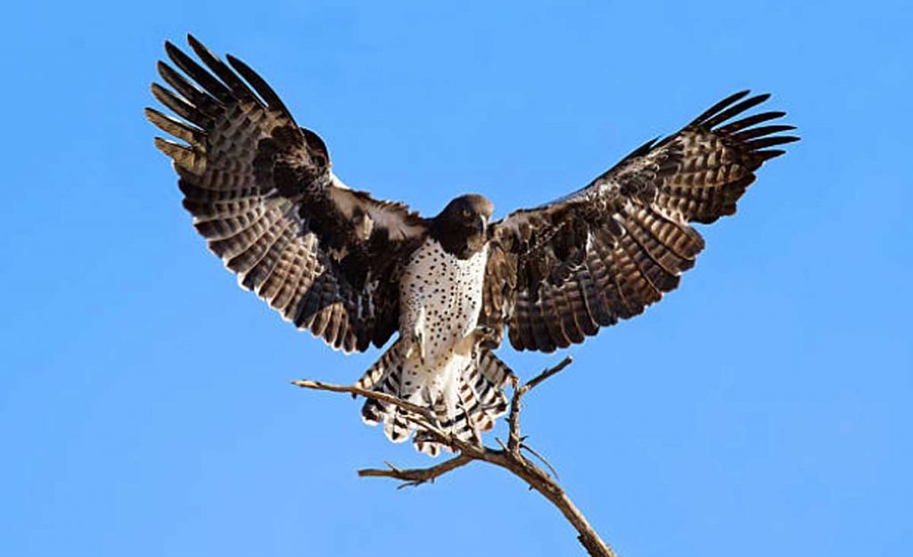 Kruger Birding Safari : The Elegant Eagles | Sun Safaris