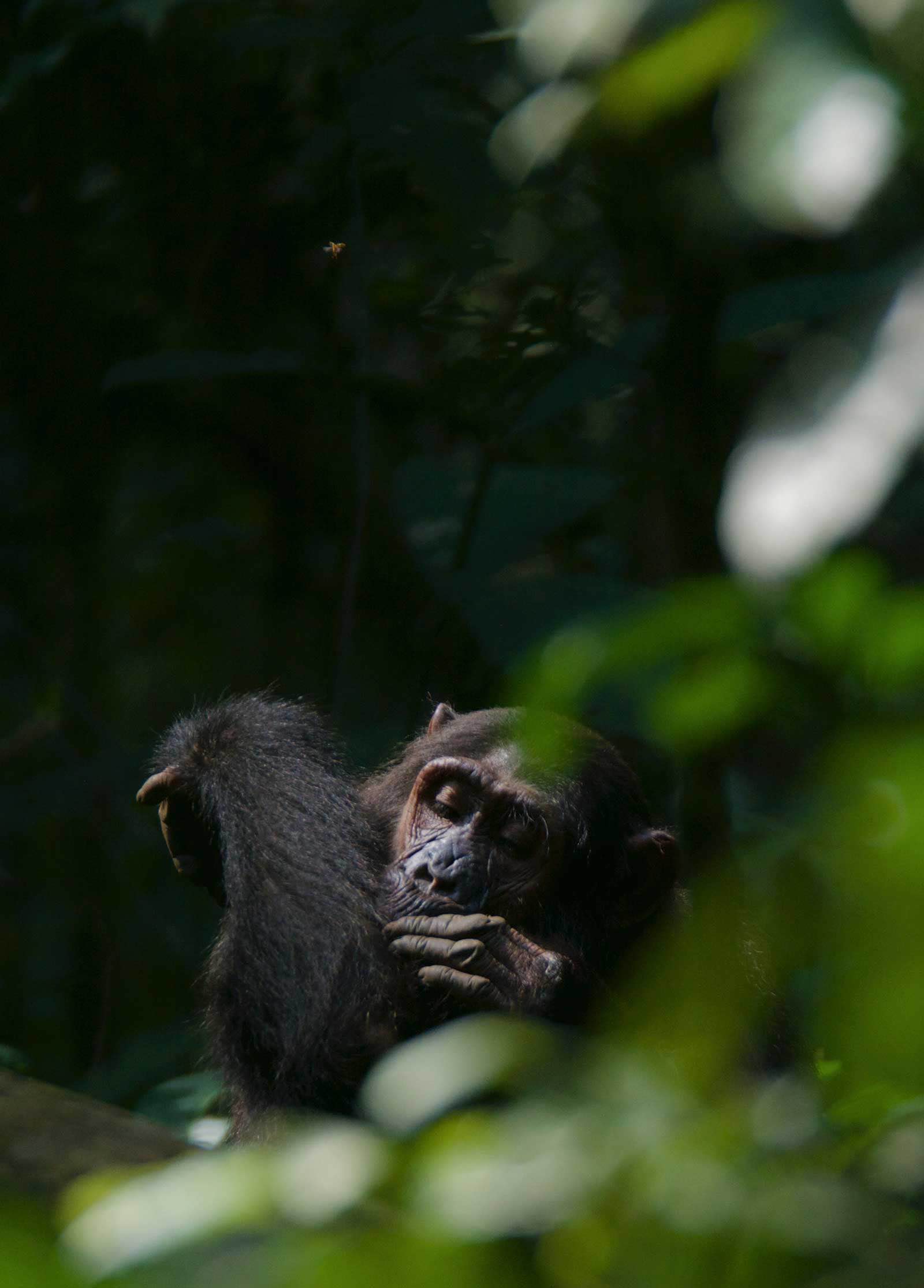 Everything you need to know about chimpanzee trekking | Sun Safaris ...