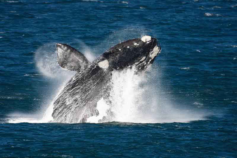 Things to do in Hermanus