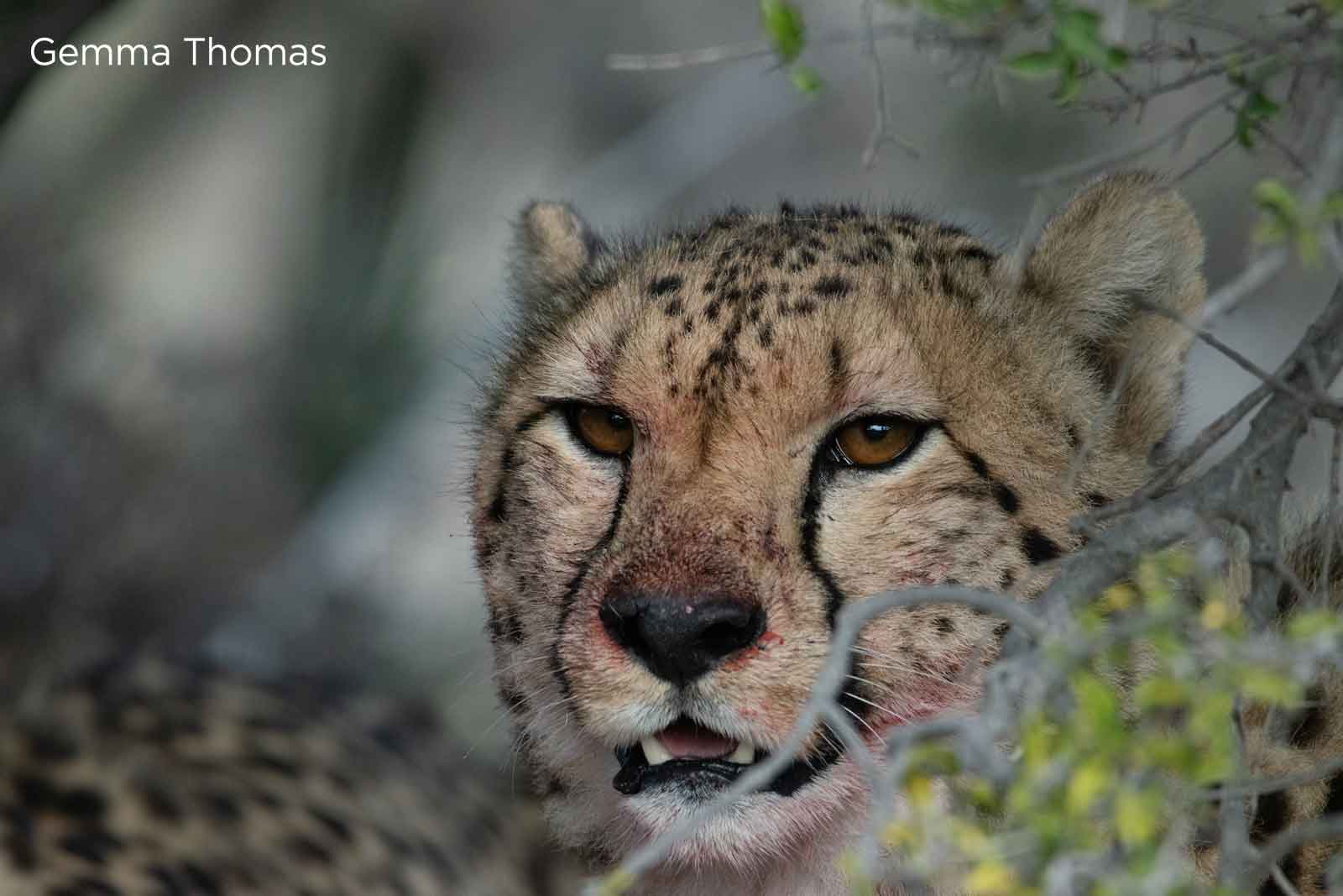 3 Interesting Facts About Cheetahs | Sun Safaris Travel Blog