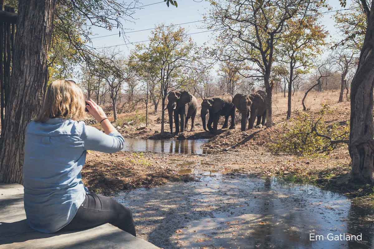 5 Iconic Wildlife Scenes on Safari | Sun Safaris