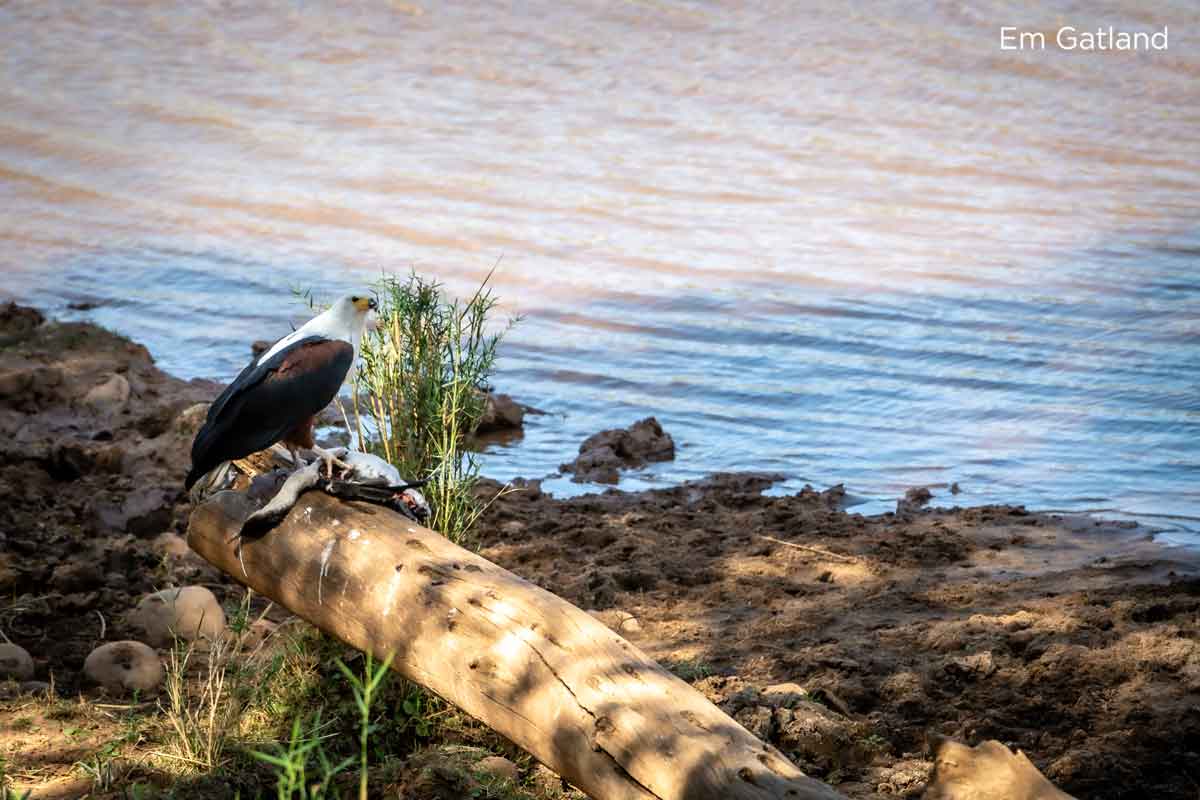 5 Iconic Wildlife Scenes on Safari | Sun Safaris