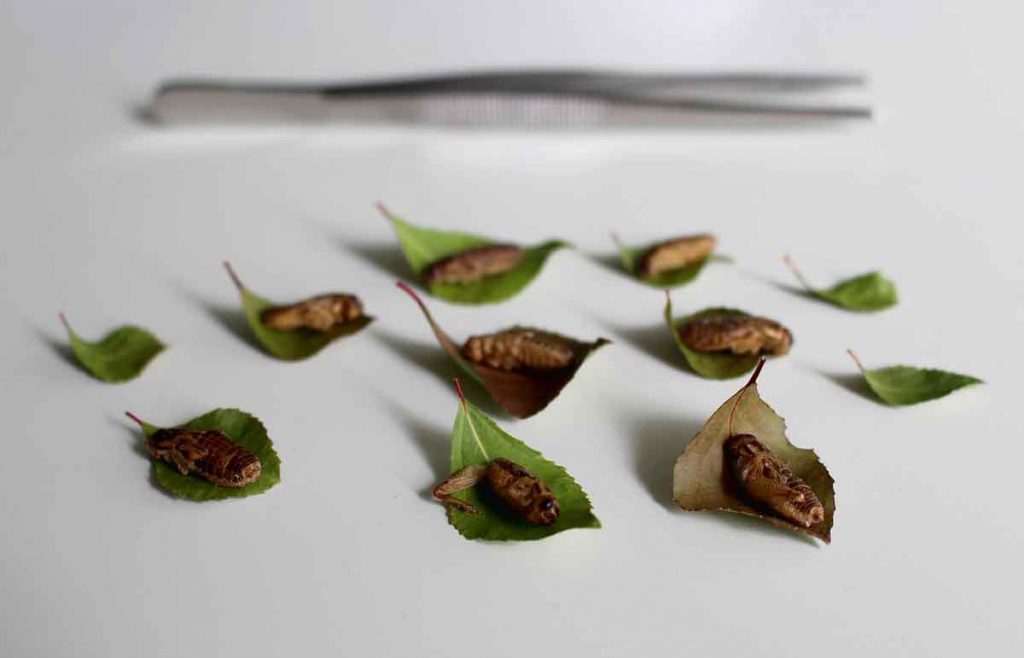 Insect-based Pop Up Restaurant in Cape Town | Sun Safaris