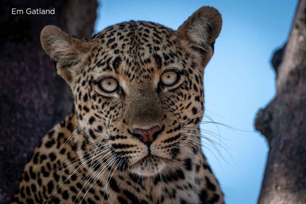 5 Iconic Wildlife Scenes on Safari | Sun Safaris