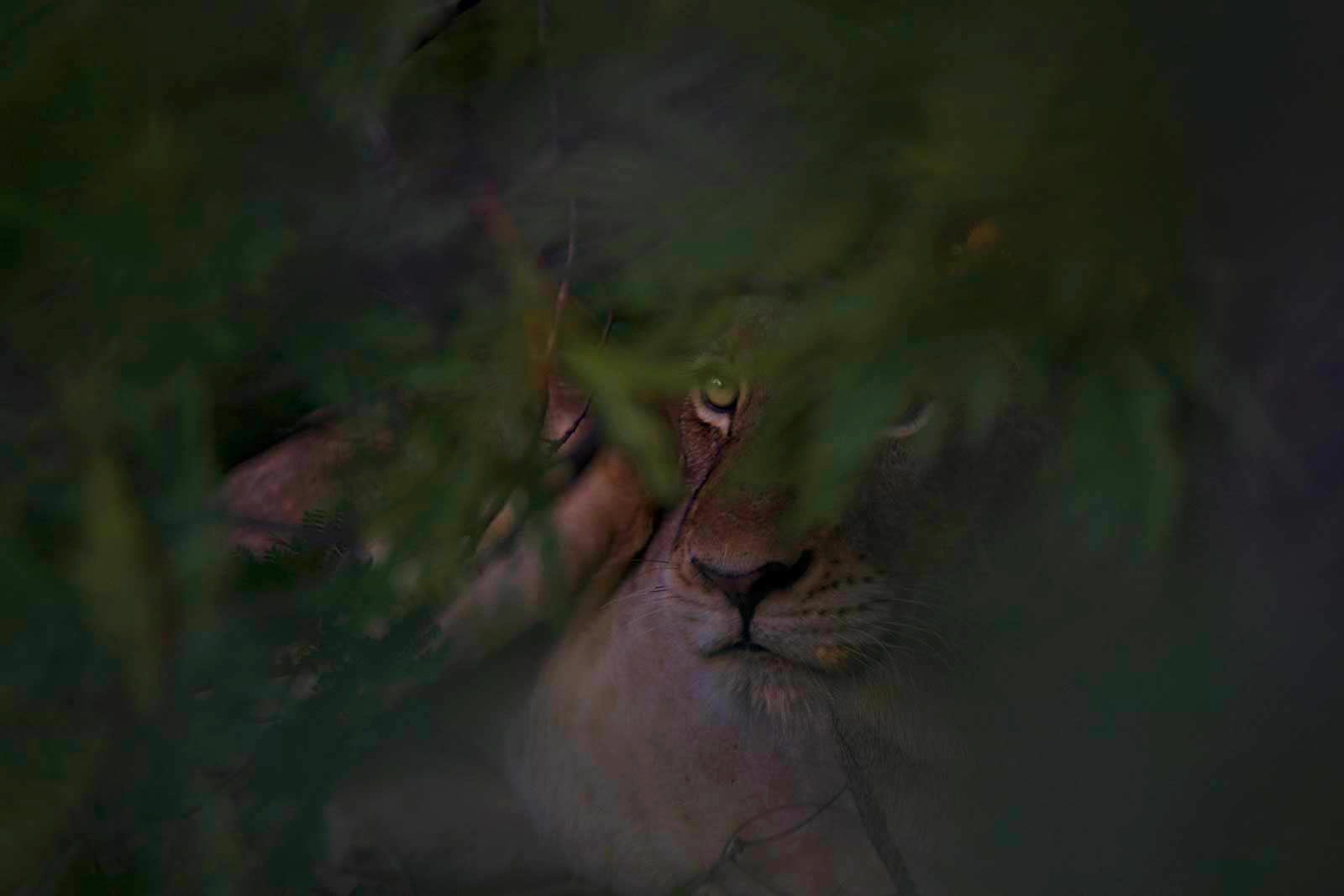 The 5 BEST things about a SUMMER safari | Sun Safaris Travel Blog