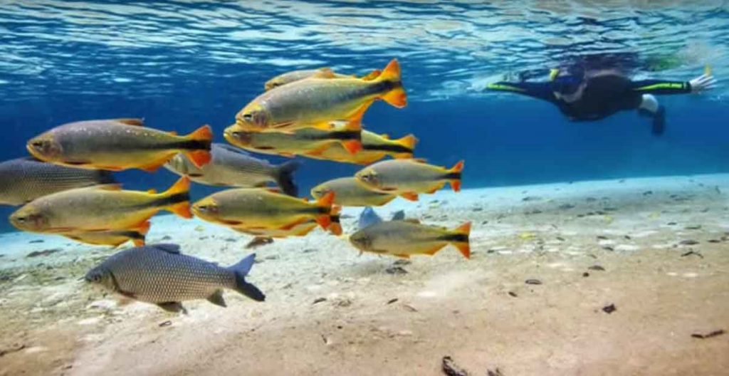 Bonito in Brazil is best. Why we love this eco-tourism town. | Sun ...