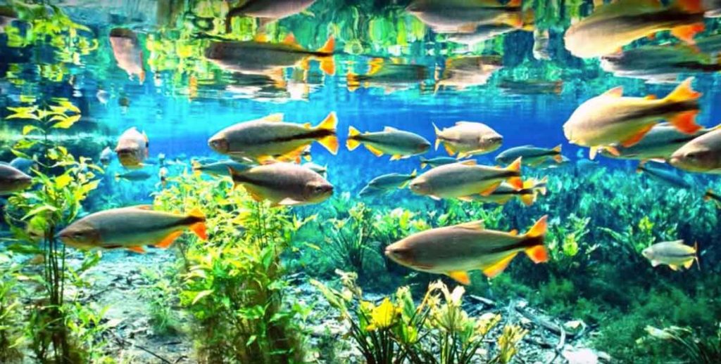 Bonito in Brazil is best. Why we love this eco-tourism town. | Sun ...