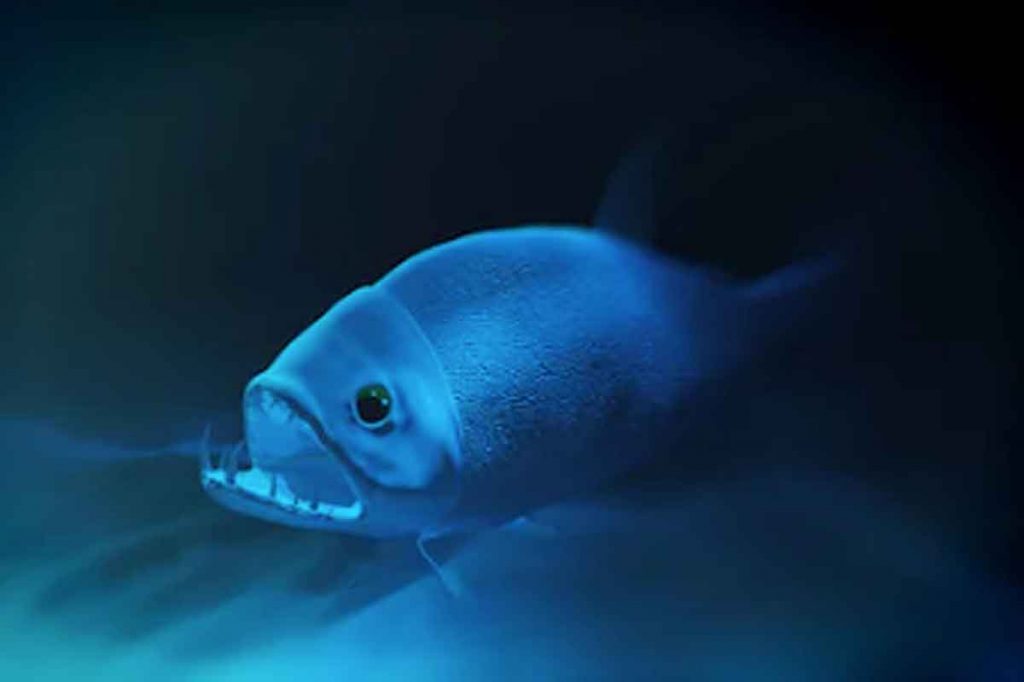 6 Weird and Terrifying Creatures of the Amazon River | Sun Safaris